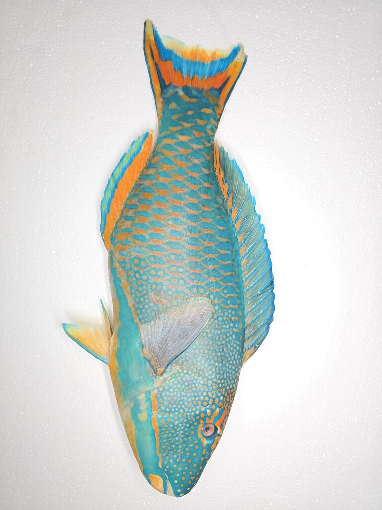Spotted Parrotfish on September 2, 2025 at 12:24 AM by kyosapir ...