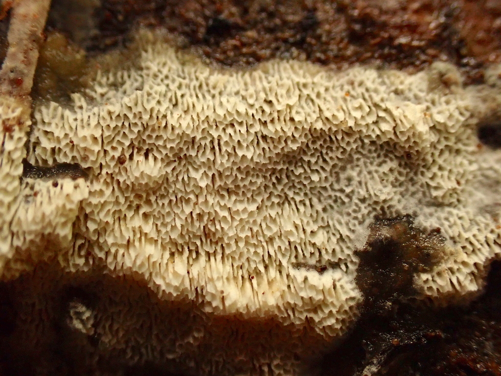 Xylodon raduloides from Humboldt County, CA, USA on October 1, 2025 at ...