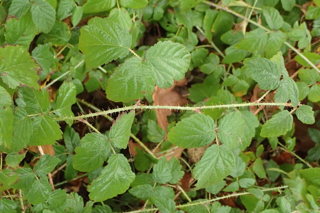 trailing blackberry from University Town Center, Irvine, CA 92612, USA ...