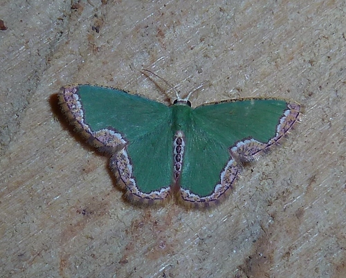 Oospila imula · iNaturalist