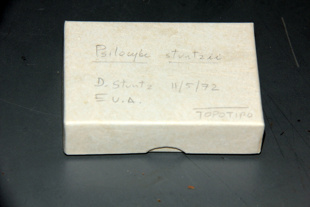 Psilocybe stuntzii from University of Washington, Seattle, Washington ...