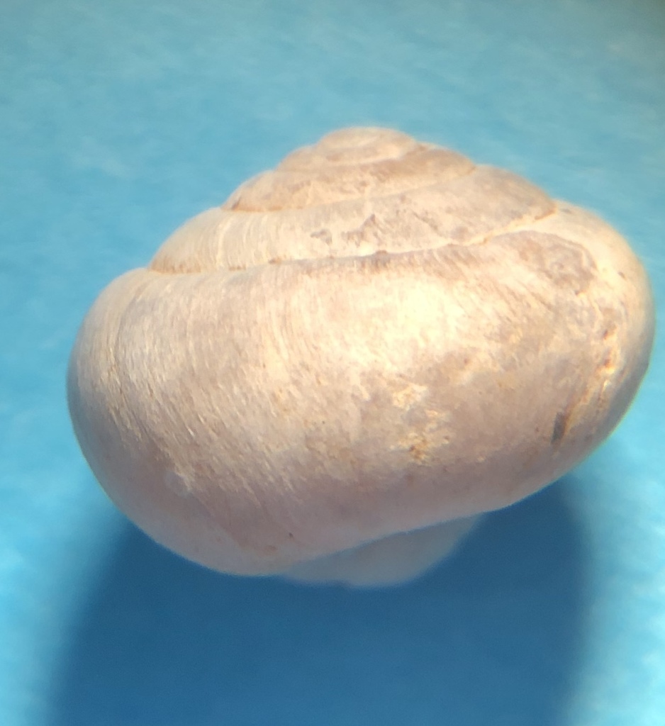 Bristled Slitmouth (Snails of Ontario) · iNaturalist