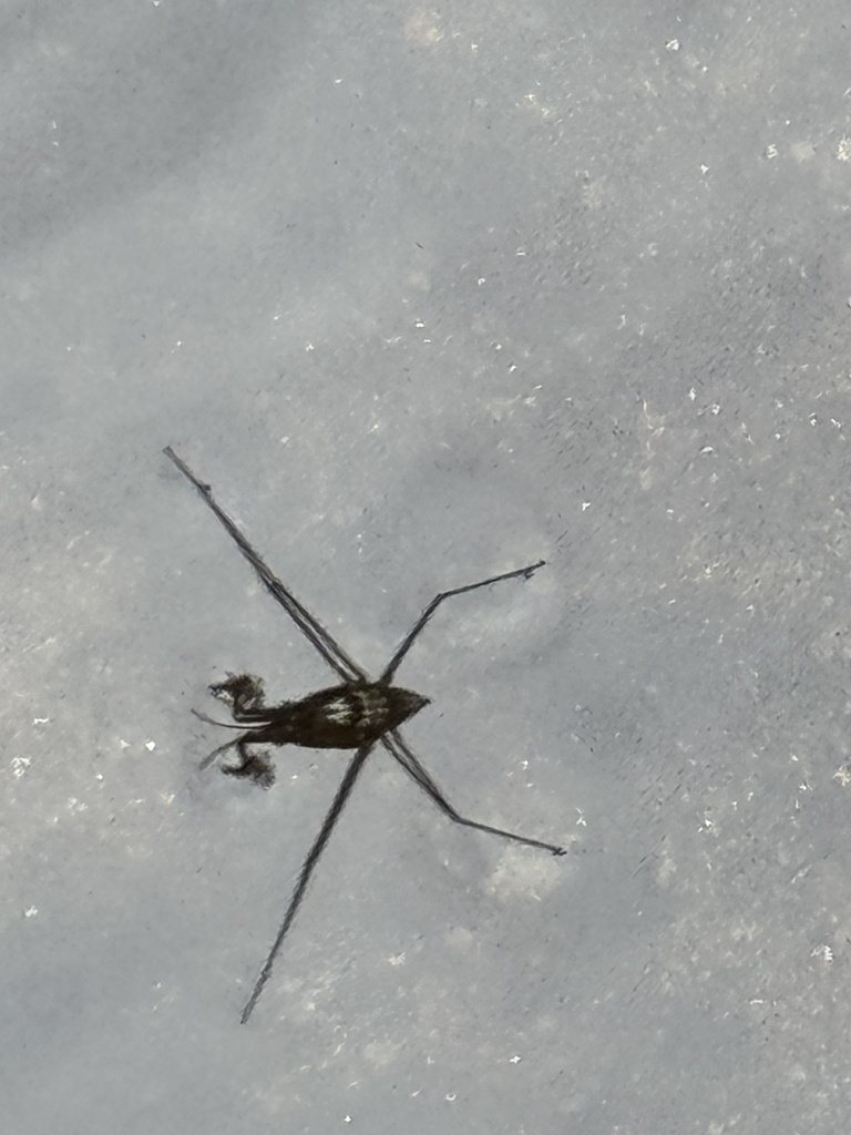 Water Striders and Ripple Bugs from Great Smoky Mountains National Park ...