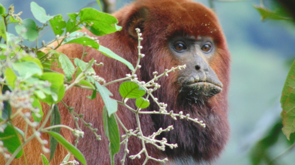 Colombian Red Howler Monkey (Alouatta seniculus) - Know Your Mammals