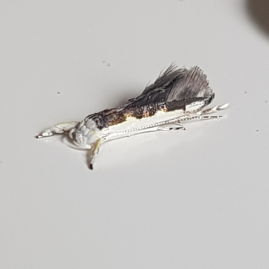 Titoki moth from Birkenhead, Auckland, New Zealand on December 7, 2019 ...