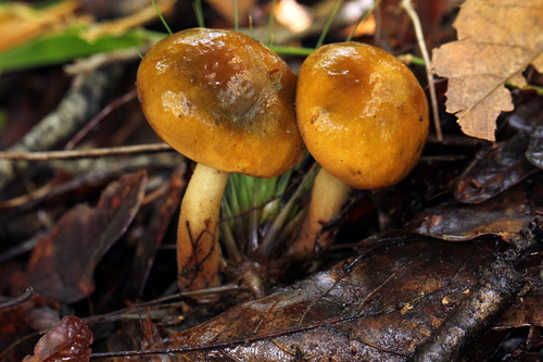 (Pulveroboletus curtisii)