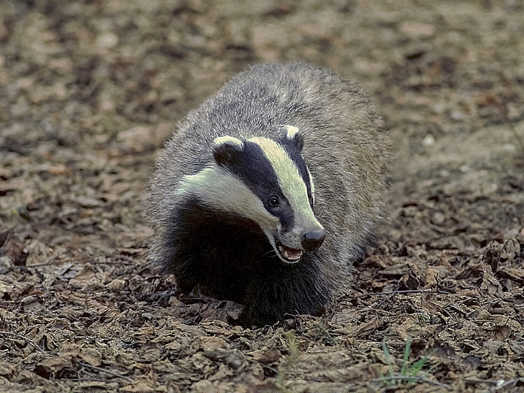 Europäischer Dachs (Säugetiere des Gesäuses) · BioDiversity4All