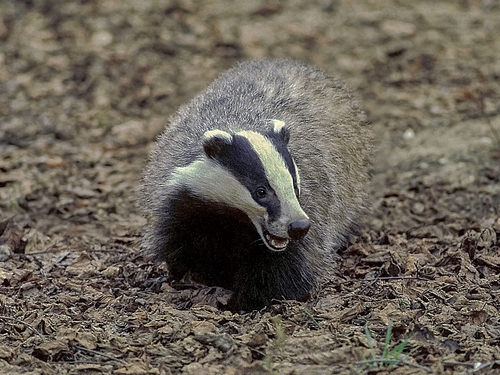 Europäischer Dachs (Säugetiere des Gesäuses) · BioDiversity4All