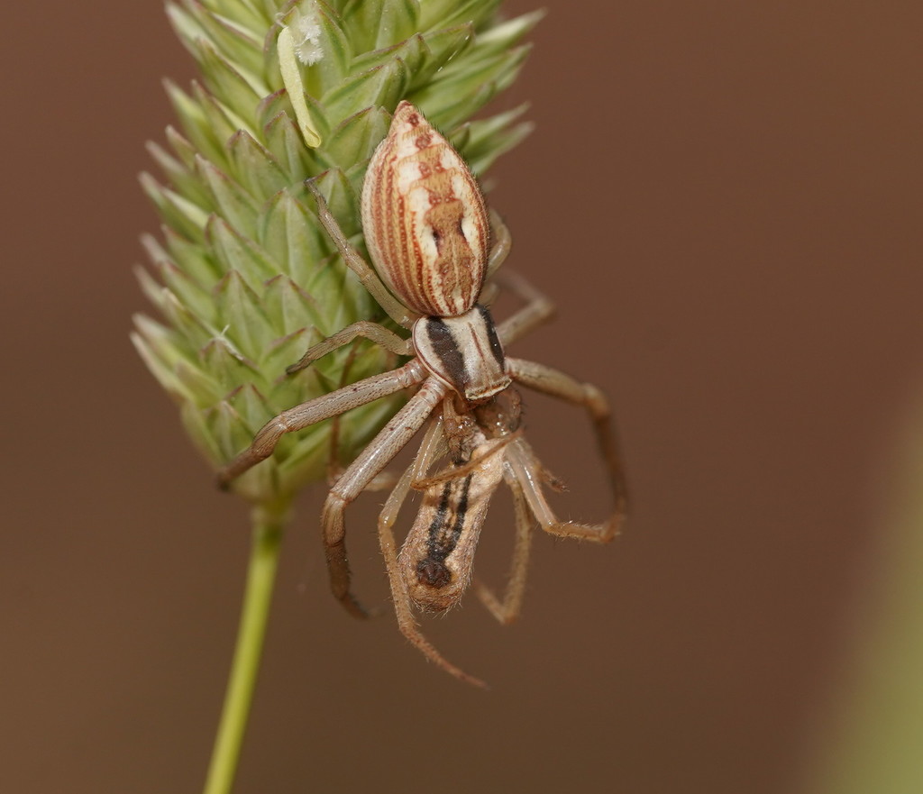 Pointy Runcinia (Arachnids of Casey, VIC, AU) · iNaturalist