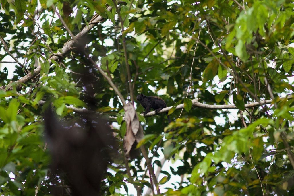 Eastern Black-handed Tamarin (Saguinus ursula) - Know Your Mammals