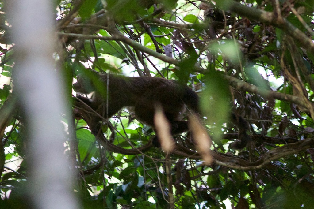 Ka’apor Capuchin (Cebus kaapori) - Know Your Mammals