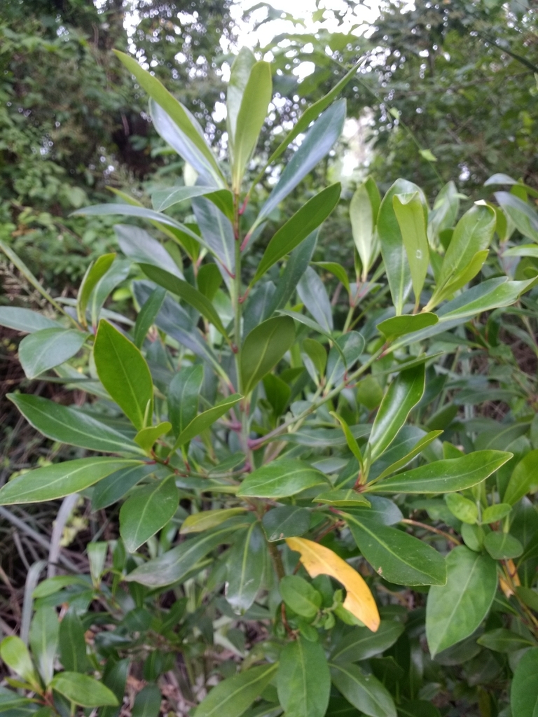 Myrsine lorentziana (Flora da Estação Experimental Agronômica da UFRGS ...