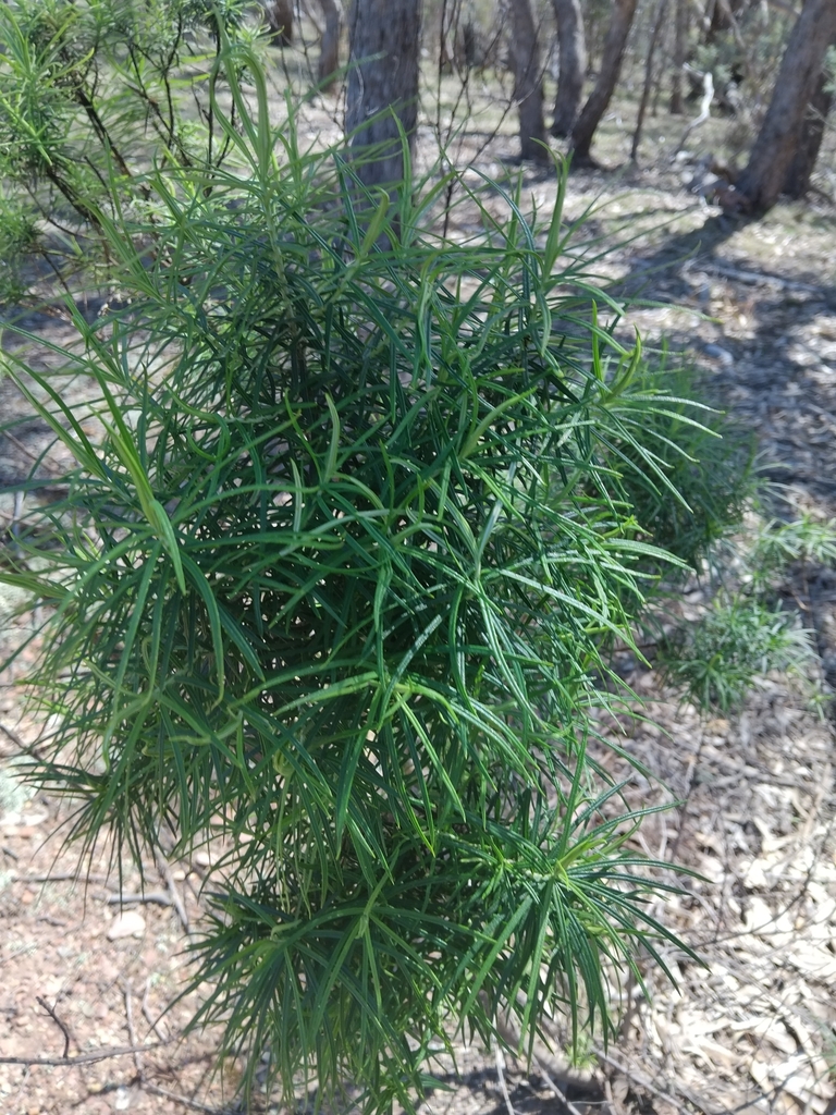 Shiny Cassinia from Gungahlin ACT 2912, Australia on October 5, 2025 at ...