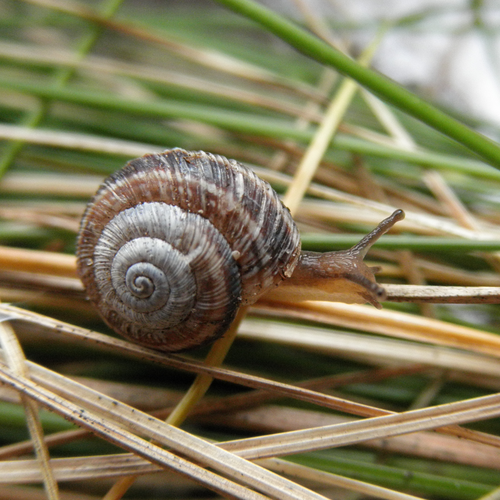 Helicopsis striata · iNaturalist United Kingdom