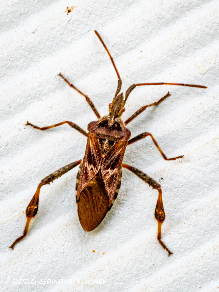 Western Conifer Seed Bug from SR-508, Onalaska, WA, US on October 4 ...