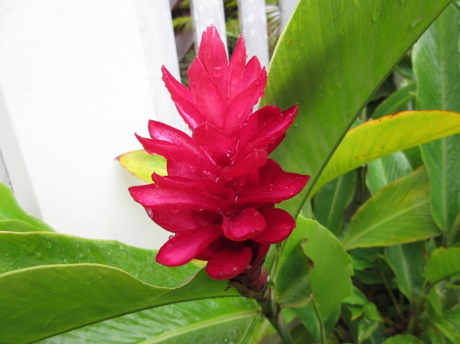 Red Ginger from Historic District, Luang Prabang, 라오스 on January 5 ...