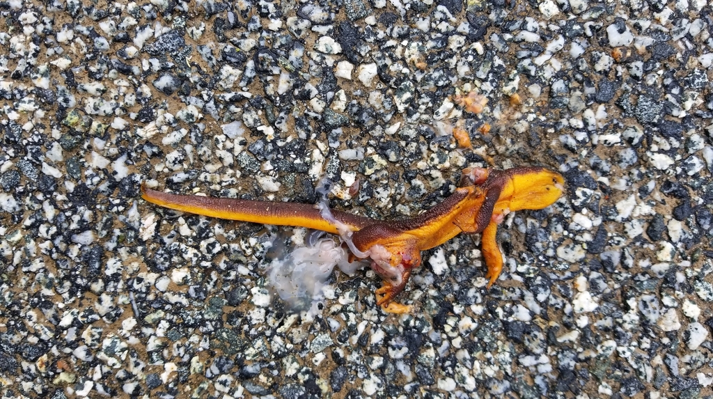 Pacific Newts from Santa Clara County, CA, USA on December 07, 2019 at ...