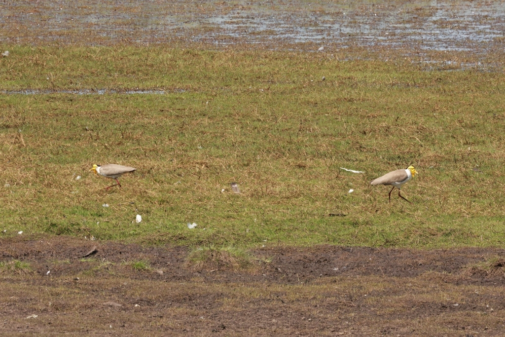 Northern Masked Lapwing from Knuckey Lagoon NT 0828, Australia on ...