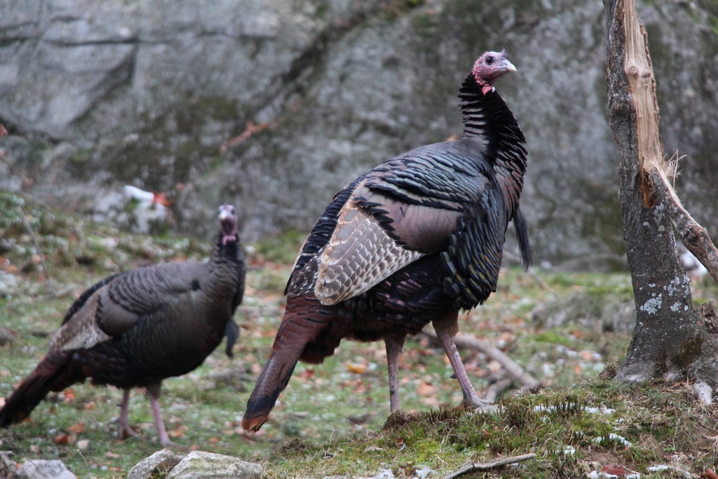 Wild Turkey from Ch de la Ferme, Trois-Rives, QC, CA on November 12 ...