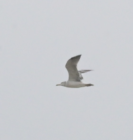 Large White-headed Gulls from 中国江苏省连云港市连云区 on October 04, 2025 at 10:48 ...