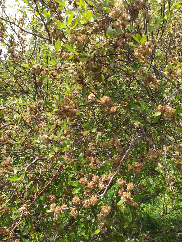 Fragrant tree daisy in December 2019 by Alex Fergus · iNaturalist