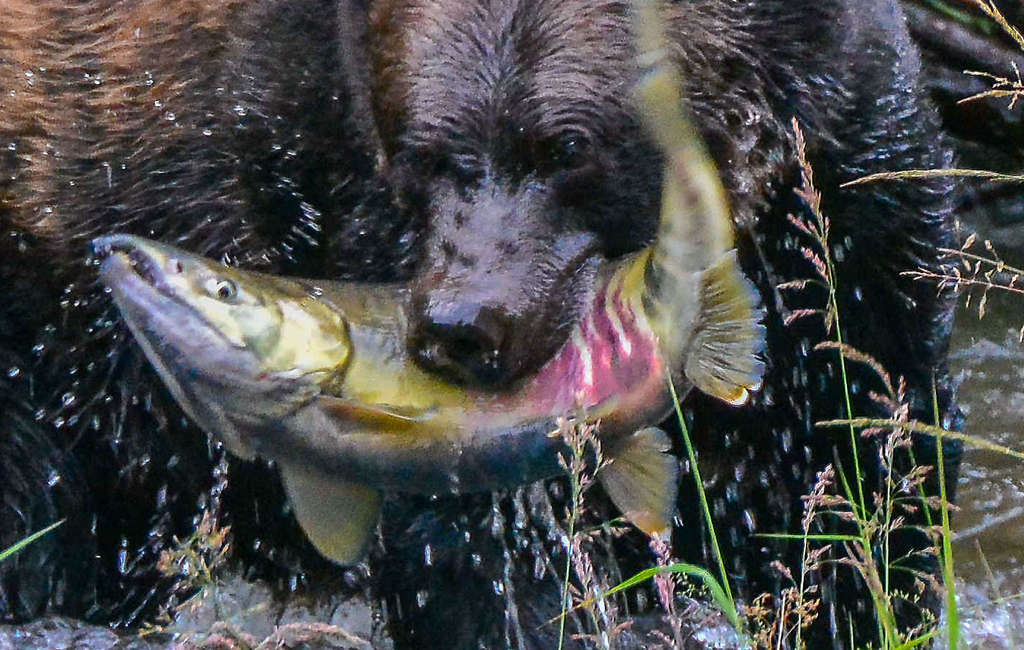 Chum Salmon (Oncorhynchus keta) - Marine Life Identification