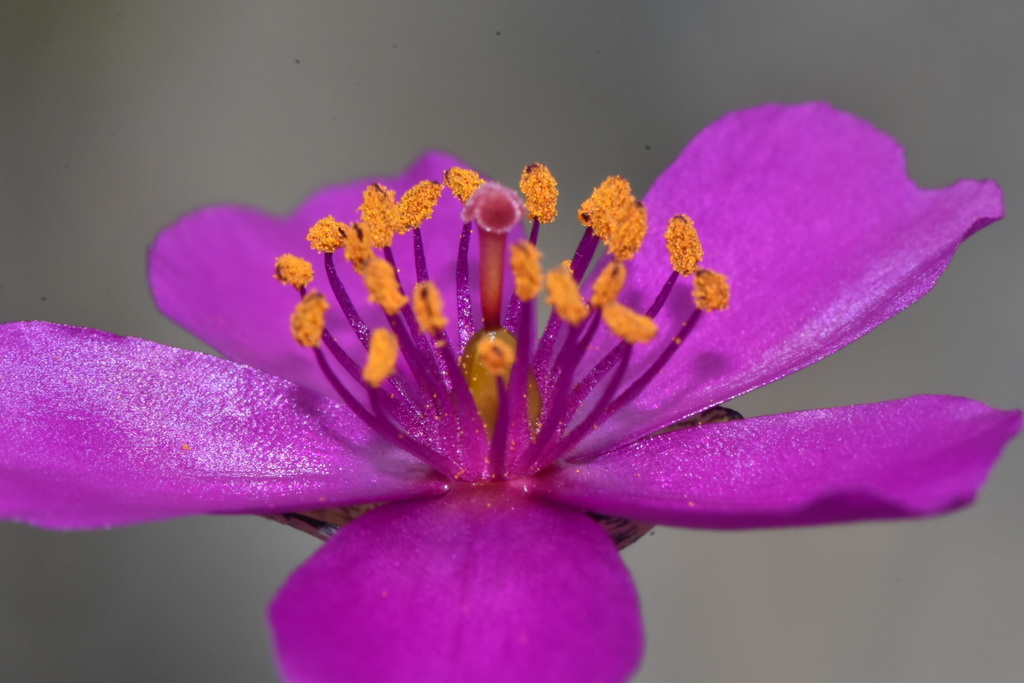 (Cistanthe longiscapa) - Botanical Realm