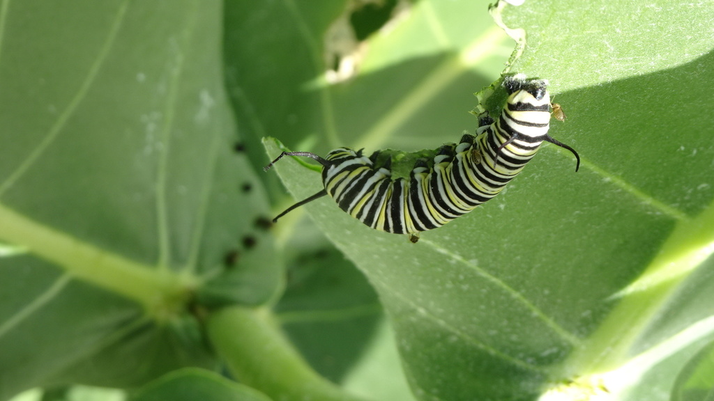 Biting Midges from Rafael Freyre, Cuba on November 27, 2019 at 02:33 PM ...