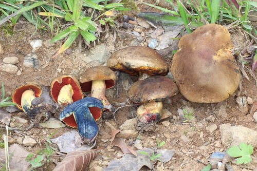 false yellow bolete (Subspecies Boletus luridiformis discolor ...