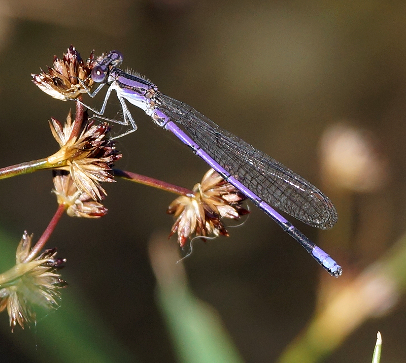 Violet Dancer in June 2016 by Jim Lemon. Champaign Co · iNaturalist
