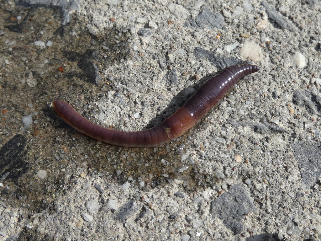 Redhead Worm from Moe - Newborough VIC 3825, Australia on September 28 ...
