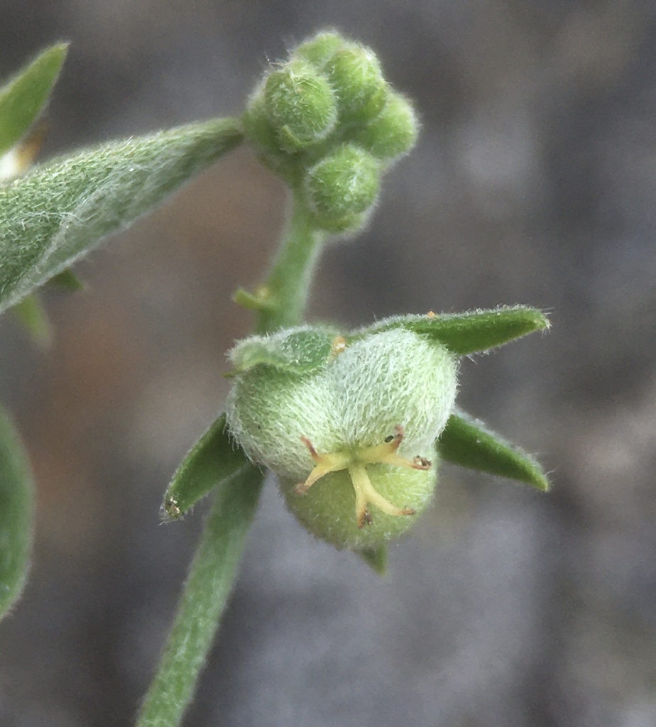 (Chiropetalum) - Botanical Realm
