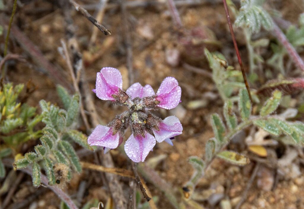 Faboideae from Namakwa District Municipality, South Africa on September ...