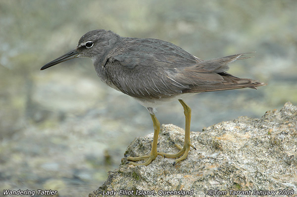 Wandering Tattler (Birds of Nayarit) · iNaturalist