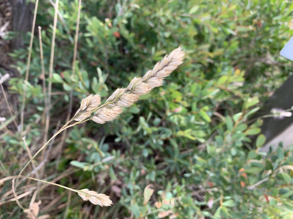 orchard grass from Mornington Peninsula National Park, Cape Schanck ...