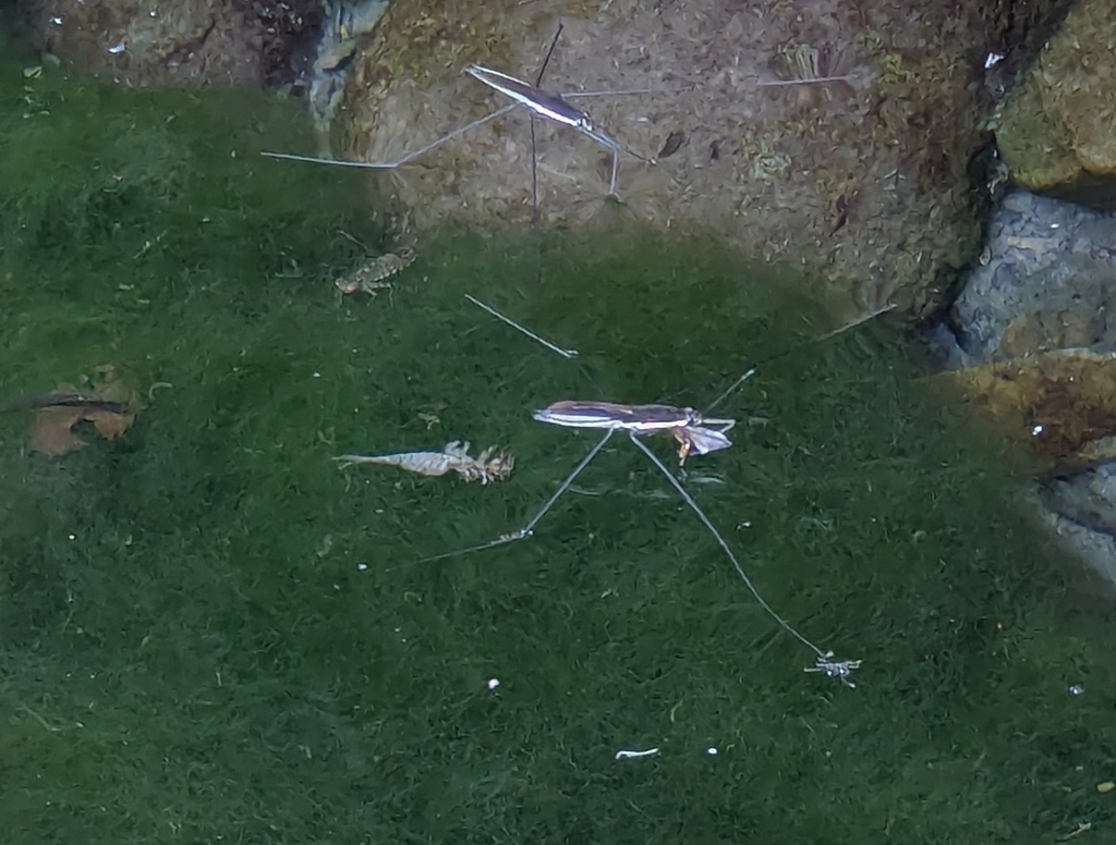 Giant Water Strider from 313台灣新竹縣尖石鄉313 on October 5, 2025 at 07:03 AM ...