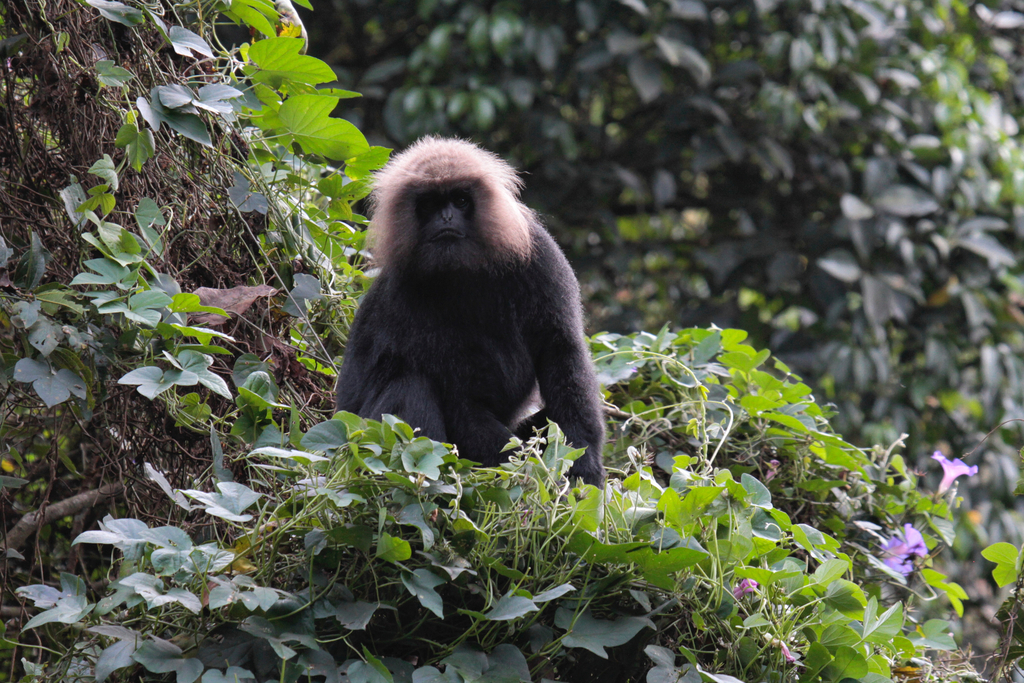 Nilgiri Langur (Semnopithecus johnii) - Know Your Mammals
