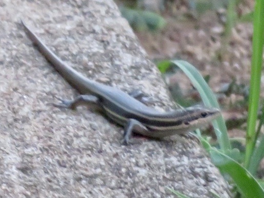 Benson's Mabuya (Herpetofauna of the Upper Guinean Forest) · iNaturalist
