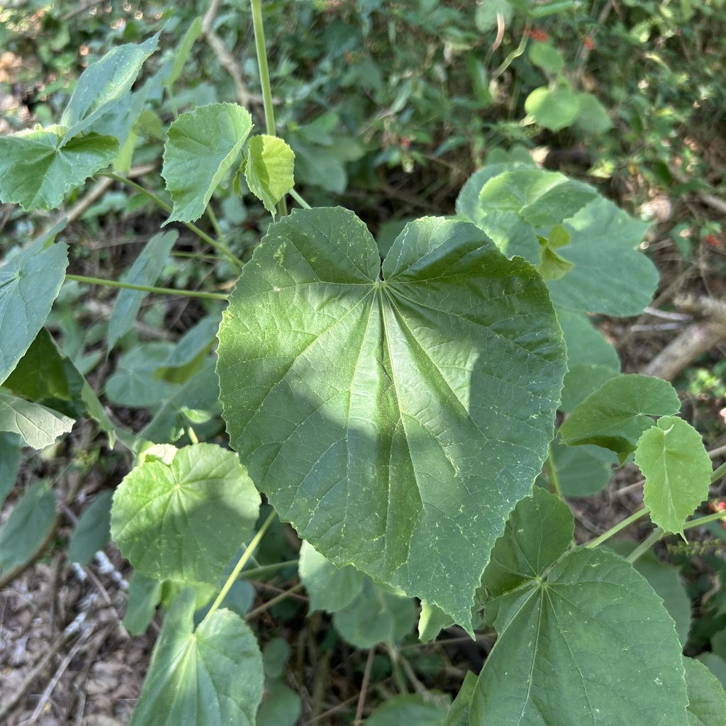 (Abutilon indicum indicum) - Botanical Realm