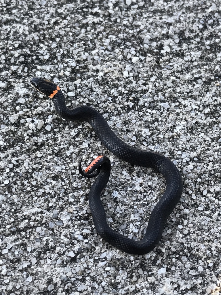 Southern Ringneck Snake from Melbourne, FL, USA on December 2, 2019 at ...