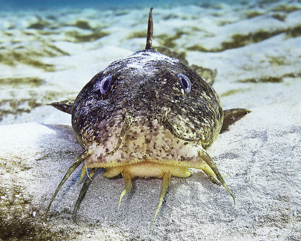 Estuary Cobbler (Cnidoglanis macrocephalus) - Marine Life Identification