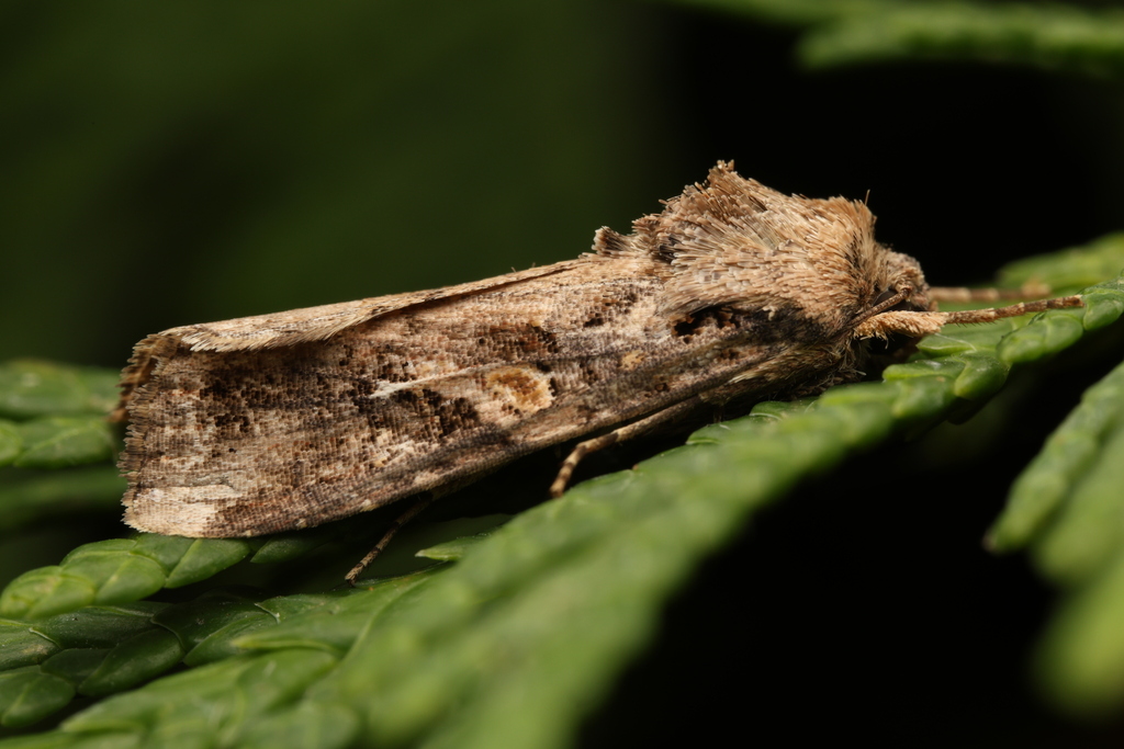 Fall Armyworm Moth from White River Gardens, 1200 W Washington St ...