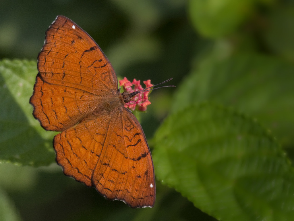 Angled Castor (Bangalore Butterflies) · iNaturalist