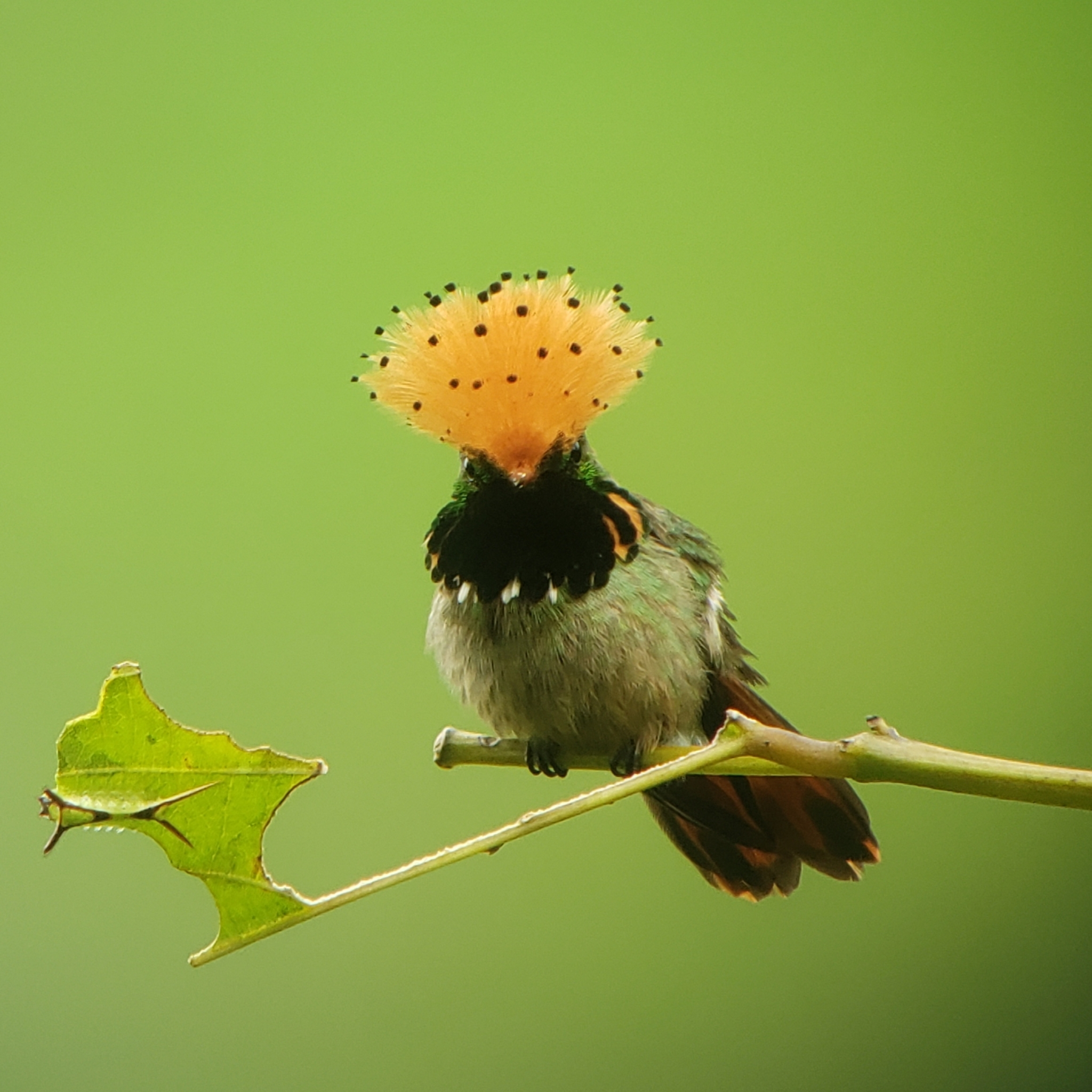 Lophornis stictolophus Salvin & D.G.Elliot, 1873