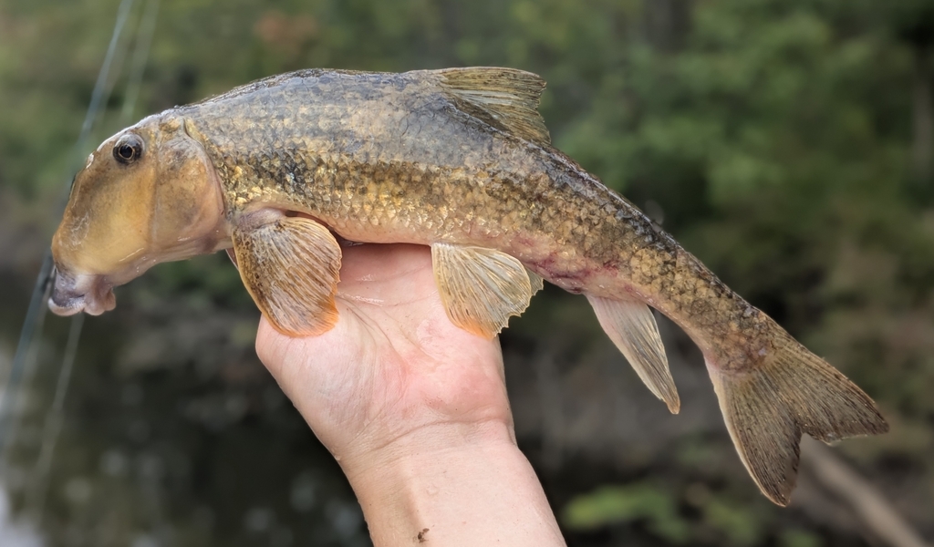 Northern Hog Sucker (Hypentelium nigricans) - Marine Life Identification
