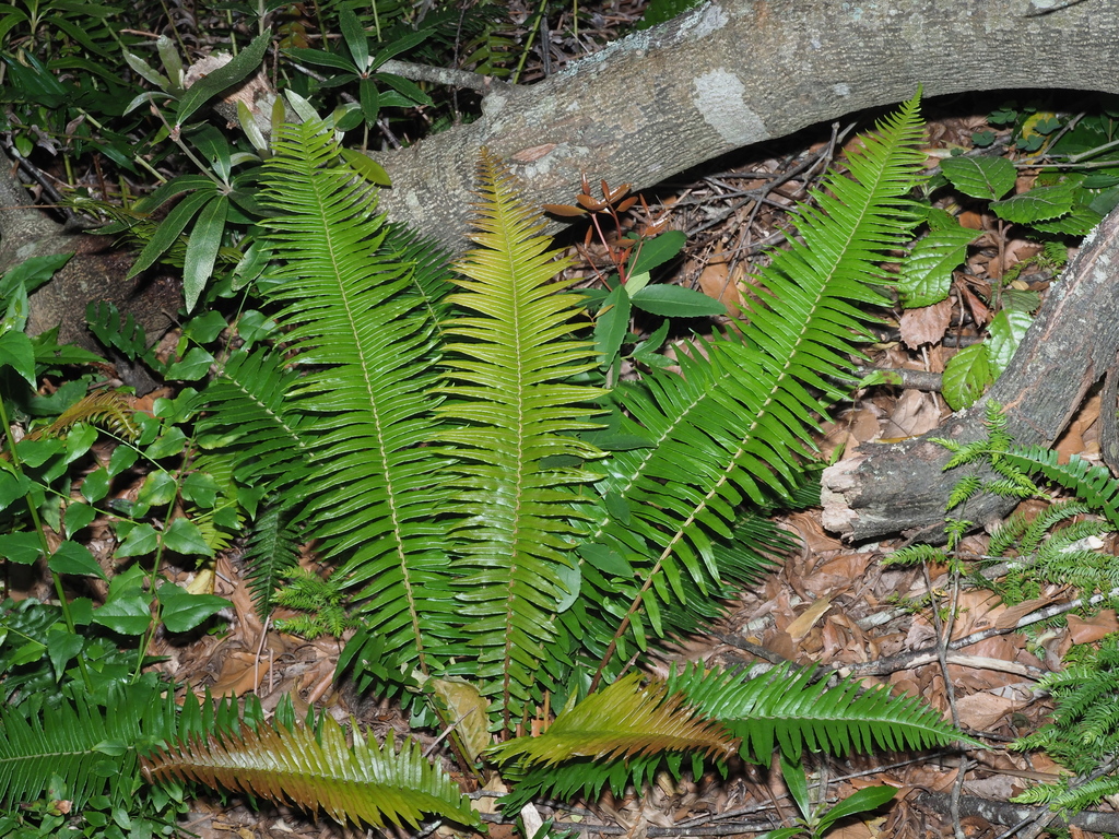 Glossy Hard Fern (Eastford Glen - Locally Indigenous Species Observed ...