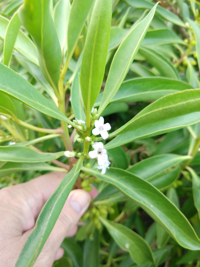 waterbush from Pringle Bay, 7196, South Africa on December 08, 2019 at ...