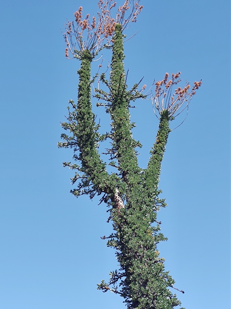 Boojum tree from San Quintín, B.C., Mexico on April 21, 2025 at 11:34 ...