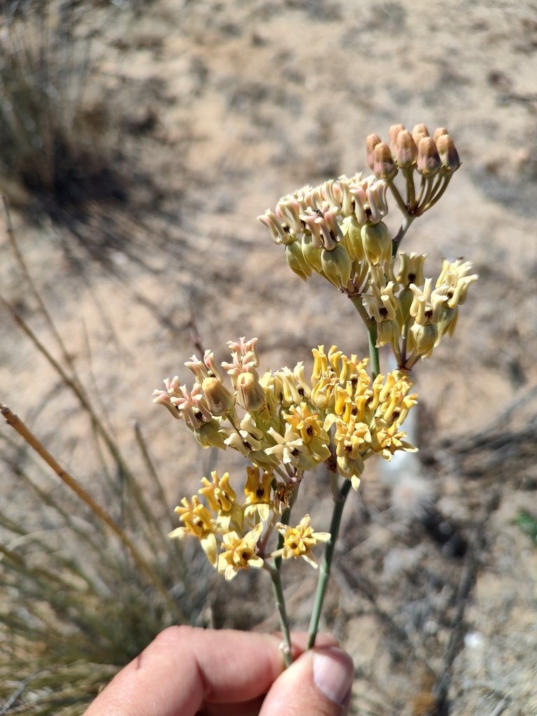 rush milkweed from San Quintín, B.C., Mexico on April 21, 2025 at 09:47 ...