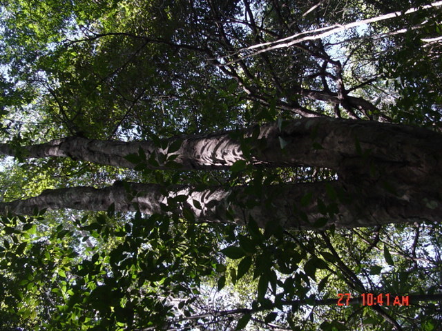 Blomia prisca from Tikal, Guatemala on December 27, 2005 at 10:41 AM by ...